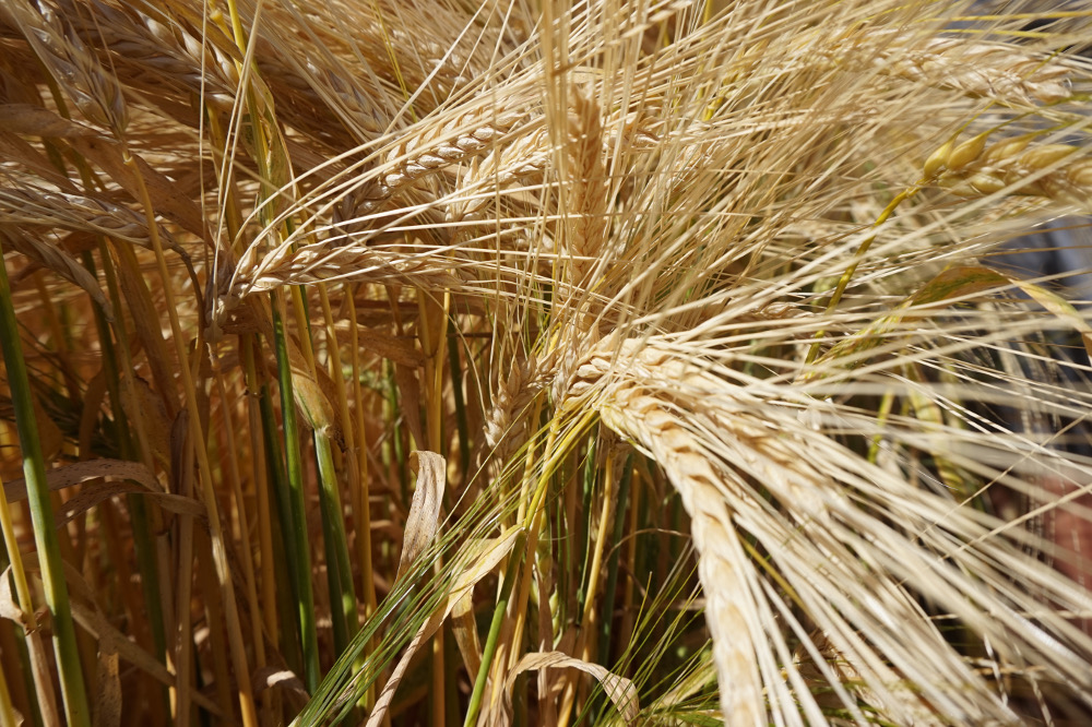 A Day with Mecca Grade Estate Malt – Beerstone
