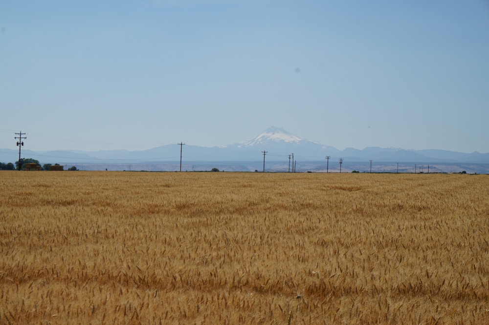 A Day with Mecca Grade Estate Malt – Beerstone